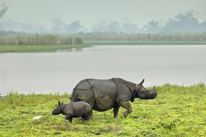 Kaziranga Indian Big Five Wildlife Tour - What Makes This Tour Valuable for Travelers