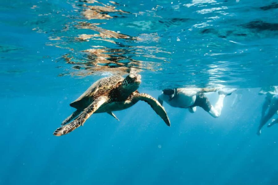 Kealakekua Bay Dolphin Watching, Snorkeling Boat Tour, BBQ - FAQs