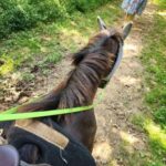 Keeneland: Horseback Riding Experience with Guide - An In-Depth Look at the Experience