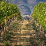 Kelowna: Lake Country Half Day Guided Wine Tour - Who Is This Tour Best For?