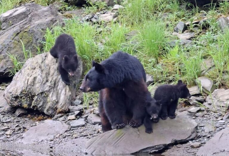Ketchikan: Alaska Native Cultural and Scenic Shore Excursion - The Sum Up