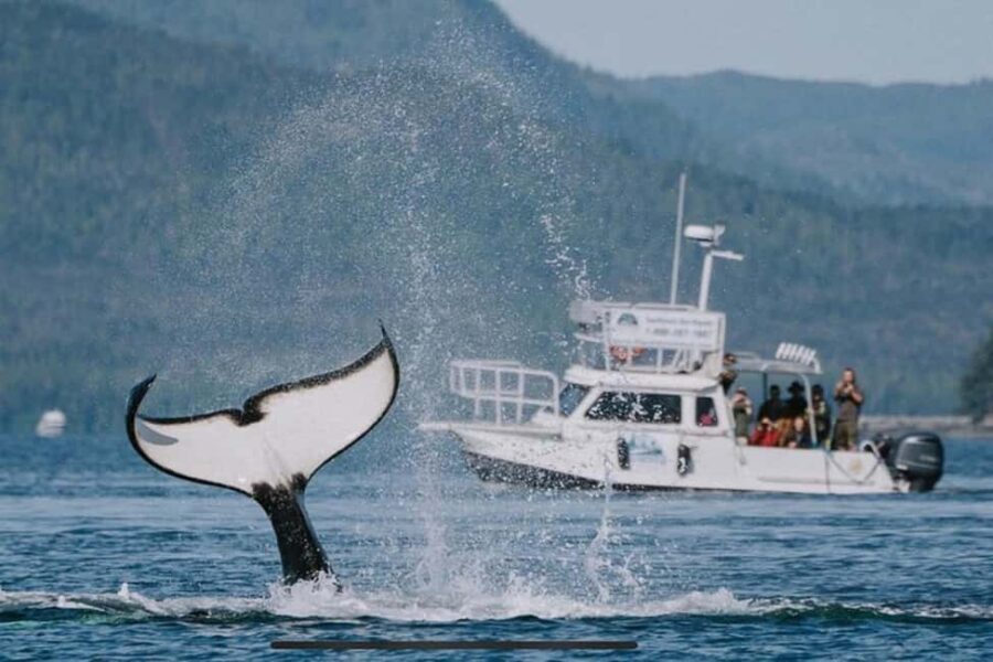 Ketchikan: Orca Cove Fast Boat and Sea Kayak Tour - What makes this tour special