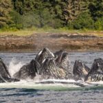 Ketchikan Ultimate Whale Watching, Wildlife, & Wilderness Dining - Exploring the Itinerary in Detail