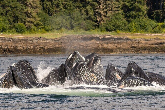 Ketchikan Ultimate Whale Watching, Wildlife, & Wilderness Dining - Exploring the Itinerary in Detail