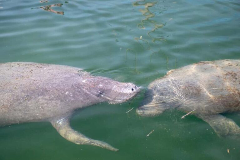 Key West: Private Boat Charter with Captain - What Makes This Tour Stand Out?