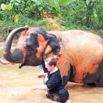 Khao Lak: Elephant Sanctuary Guided Tour - What Makes This Tour Stand Out?