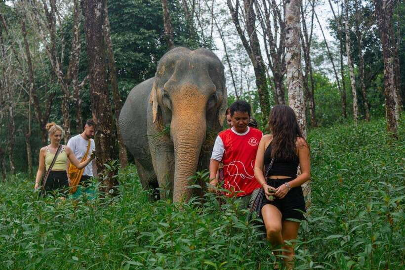 Khao Lak Guided Nature Walk & Elephant Experience - Exploring the Experience in Detail