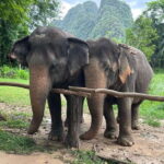Khao Sok: Ethical Elephant Experience & Nature Walk - The Significance of Ethical Wildlife Tourism