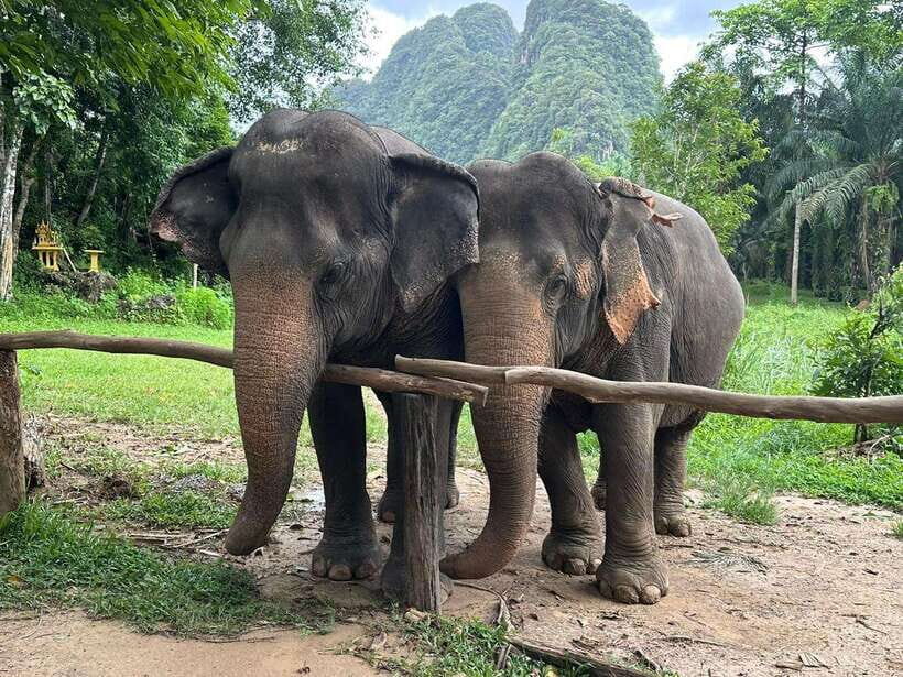Khao Sok: Ethical Elephant Experience & Nature Walk - The Significance of Ethical Wildlife Tourism
