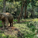 Khao Sok: Private Ethical Elephant Sanctuary Adventure - Final Thoughts