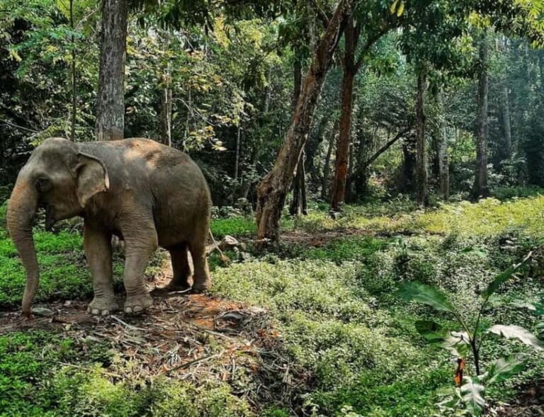 Khao Sok: Private Ethical Elephant Sanctuary Adventure - Final Thoughts