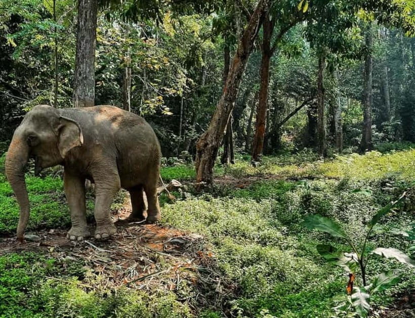 Khao Sok: Private Ethical Elephant Sanctuary Adventure - Final Thoughts