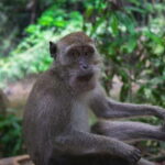 Khao Sok: Private Waterfalls and Wildlife Half-Day Trek - Why This Tour Works Well