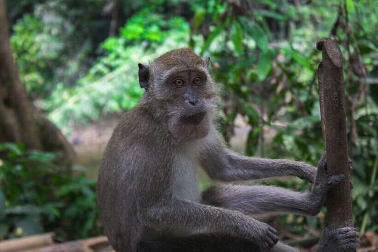 Khao Sok: Private Waterfalls and Wildlife Half-Day Trek - Why This Tour Works Well