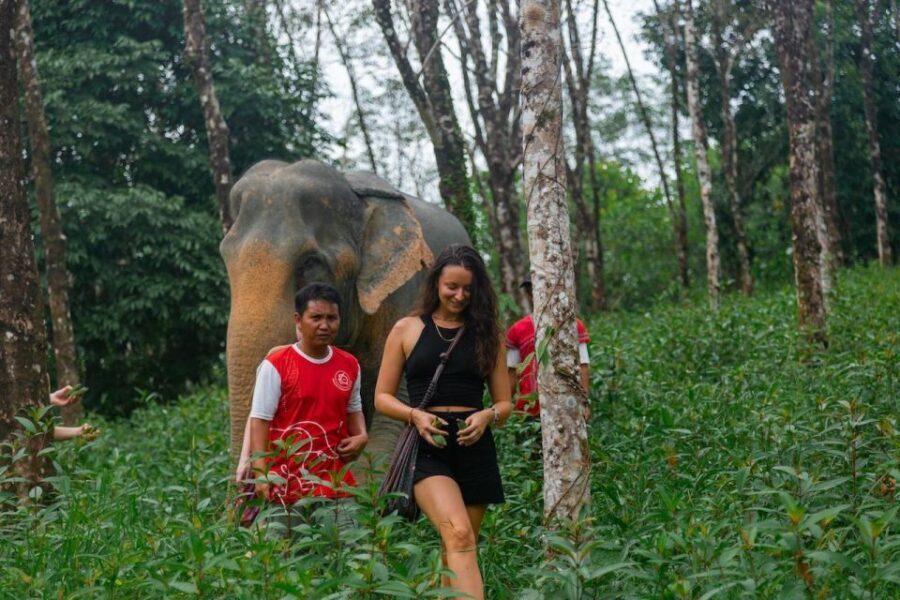 Khaolak: Begin the Day with Elephants - Walk and Feed Tour - Authentic and Well-Organized Experience