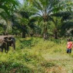 Khaolak Elephant Sanctuary, Cooking Class and Waterfall Tour - Is This Tour Worth the Price?