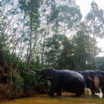 Khaolak: Elephant Sanctuary Guided Tour with Hotel Transfers - What to Expect from the Tour