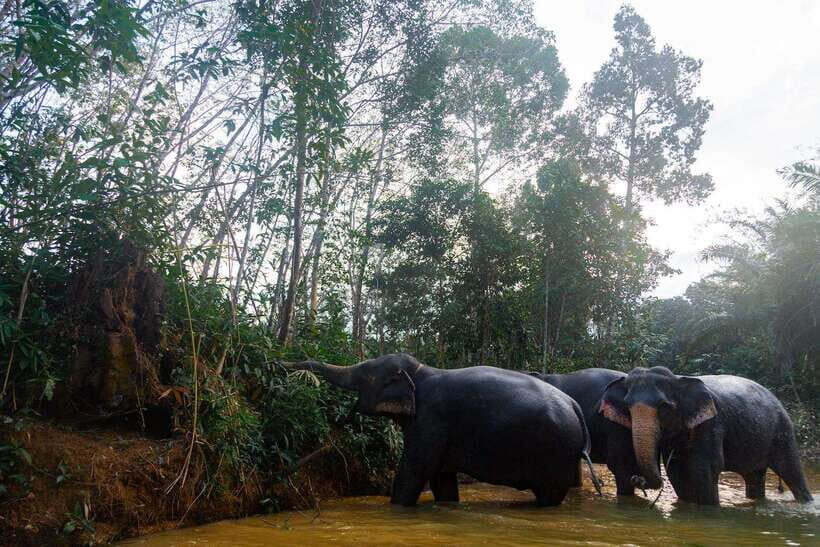 Khaolak: Elephant Sanctuary Guided Tour with Hotel Transfers - What to Expect from the Tour