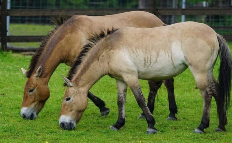 Khustai National park day tour-Wild horses - Exploring Khustai National Park: What to Expect