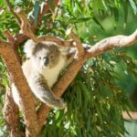 Kiama & Kangaroos - Sydney South Coast Escape Private Tour - What’s Included and What’s Not