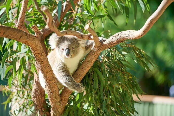 Kiama & Kangaroos - Sydney South Coast Escape Private Tour - What’s Included and What’s Not