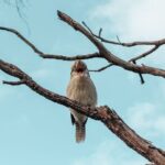 Kings Park Botanicals And Beyond - What Travelers Are Saying