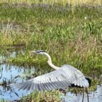 Kissimmee: Everglades Alligator and Wildlife Airboat Tour - Value and Who It’s Best For