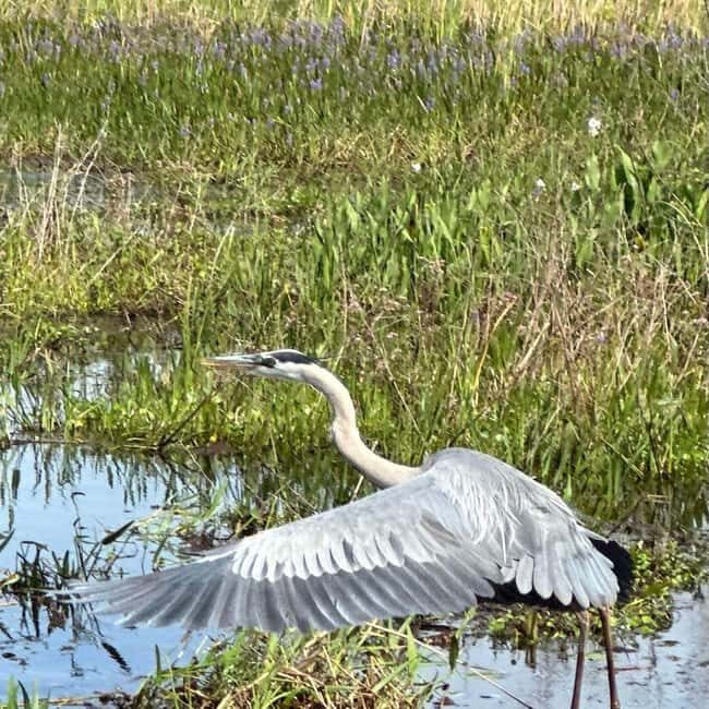 Kissimmee: Everglades Alligator and Wildlife Airboat Tour - Value and Who It’s Best For