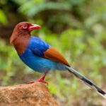 Kitulgala: Guided Full-Day Bird Watching & Cycling Tour - Authenticity & Experience