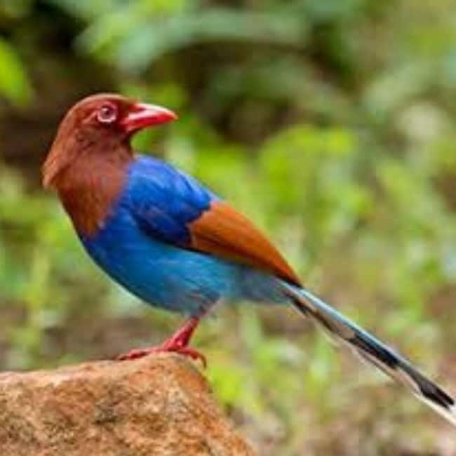 Kitulgala: Guided Full-Day Bird Watching & Cycling Tour - Authenticity & Experience