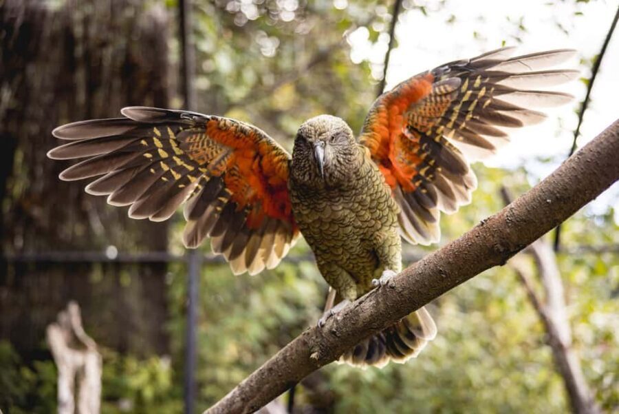 Kiwi Park Admission Ticket - Authentic Experiences from Reviews