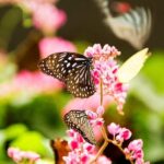 KL Go Nature - Orchid Garden, Bird Park & Butterfly Park Tour - The Practicalities: How It Works