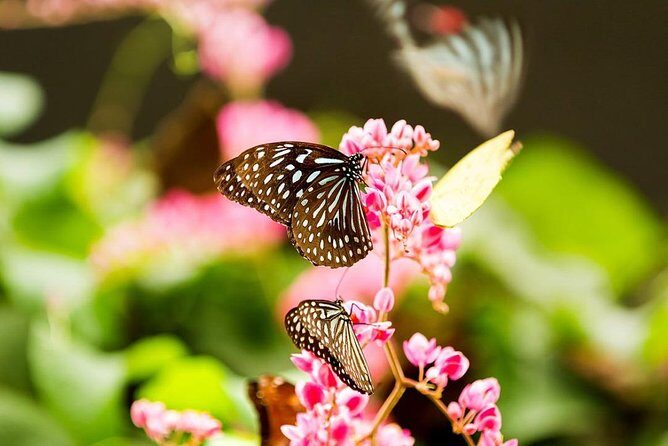 KL Go Nature - Orchid Garden, Bird Park & Butterfly Park Tour - The Practicalities: How It Works