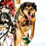 Knik: Winter Dog Sledding Tour - Who Will Love This Tour?