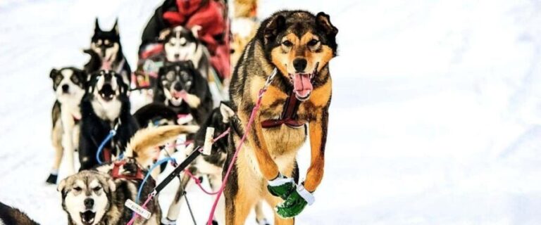 Knik: Winter Dog Sledding Tour - Who Will Love This Tour?