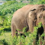 Knuckles and Wasgamuwa trail from Colombo - What’s Included and What Isn’t
