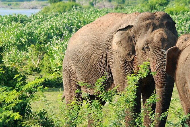 Knuckles and Wasgamuwa trail from Colombo - What’s Included and What Isn’t