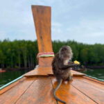 Ko Lanta: Mangrove Forest Kayak & Wildlife Adventure - The Itinerary Breakdown