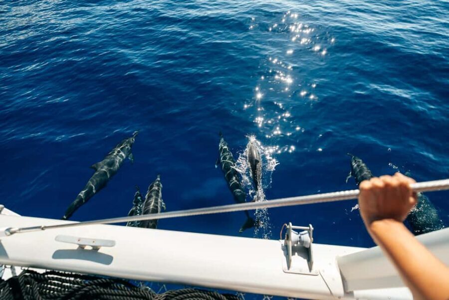 Ko Olina Exclusive Snorkel + Lunch - The Scenic Coastline and Wildlife Encounters