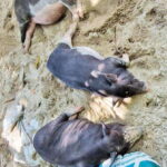 Ko Samui: Pig Island Snorkeling and Koh Tan Speedboat Tour - What You Can Expect from the Itinerary