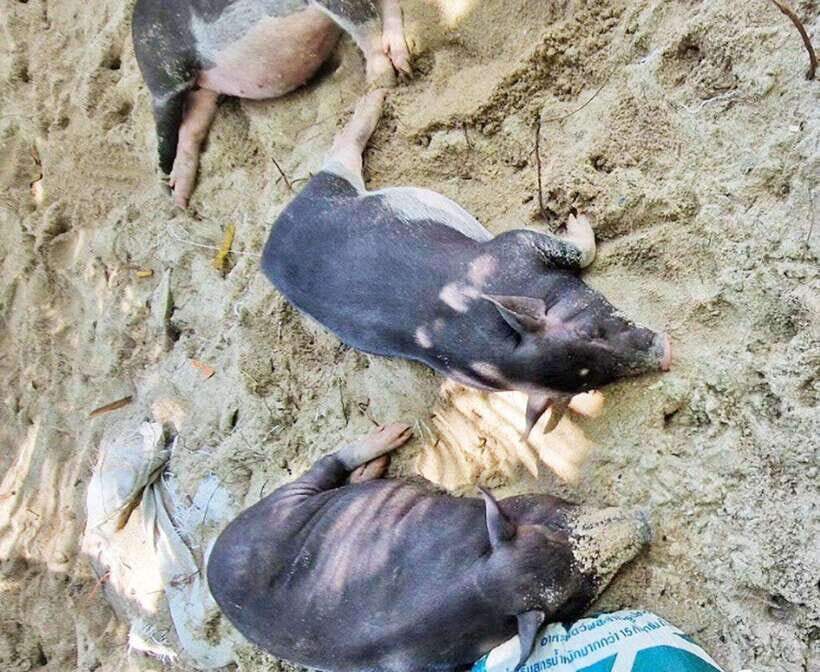 Ko Samui: Pig Island Snorkeling and Koh Tan Speedboat Tour - What You Can Expect from the Itinerary