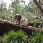 Koala Experience at Healesville Sanctuary - excl. entry - The Itinerary and How the Experience Unfolds