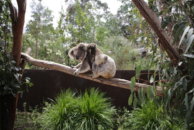 Koala Experience at Healesville Sanctuary - excl. entry - The Itinerary and How the Experience Unfolds