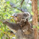 Koala Experience at Melbourne Zoo - excl. entry - Why This Experience is a Smart Choice