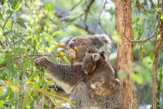 Koala Experience at Melbourne Zoo - excl. entry - Why This Experience is a Smart Choice