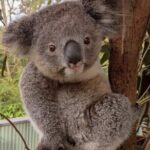 Koala & Kangaroos Experience, Waterfalls and Scenic Train Journey - What Makes This Tour Stand Out