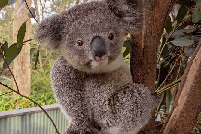Koala & Kangaroos Experience, Waterfalls and Scenic Train Journey - What Makes This Tour Stand Out