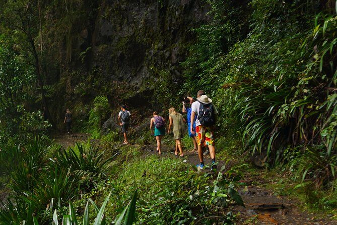 Koalas, Glow Worms & Kangaroos - Nature & Rainforest Walk - Practical Details and Value