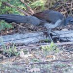 Koalas, Kangaroos and Lyrebirds - Coastal Walks and Scenic Vistas