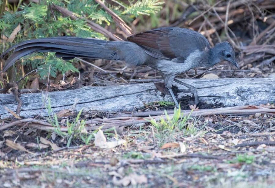 Koalas, Kangaroos and Lyrebirds - Coastal Walks and Scenic Vistas